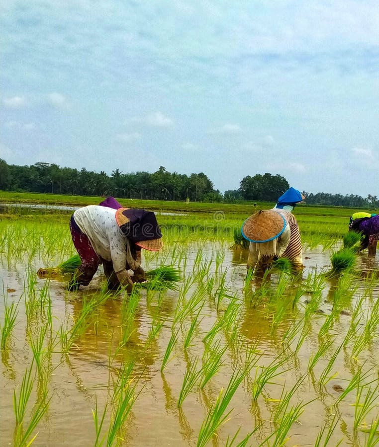 Traditional Indonesian Farmers Planting Rice in Rice Fields Stock Image ...