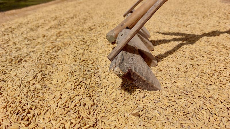 The Grain that is Being Dried Under the Hot Sun Stock Photo - Image of ...