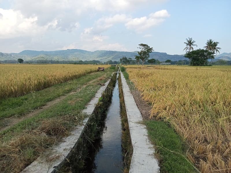 Traditional Irigation System in Rice Field Stock Photo - Image of rice ...