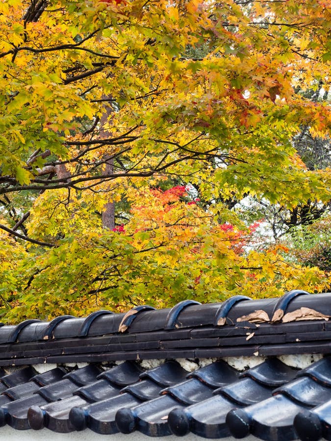 Traditional Japanese Tiled Wall with Maple Trees in Autumn Stock Image ...