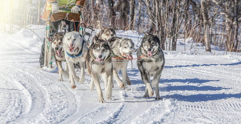 Traditional Kamchatka Dog Sledge Race Stock Photo - Image of mushing ...