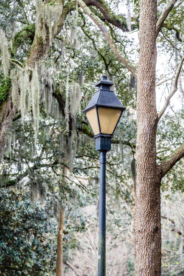 Traditional Lamp Post by Tree and Spanish Moss Stock Image - Image of ...