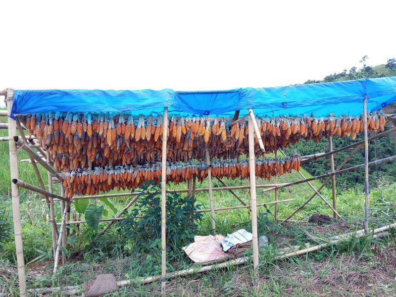 Traditional Maize Corn Drying Technique Village Stock Image - Image of ...