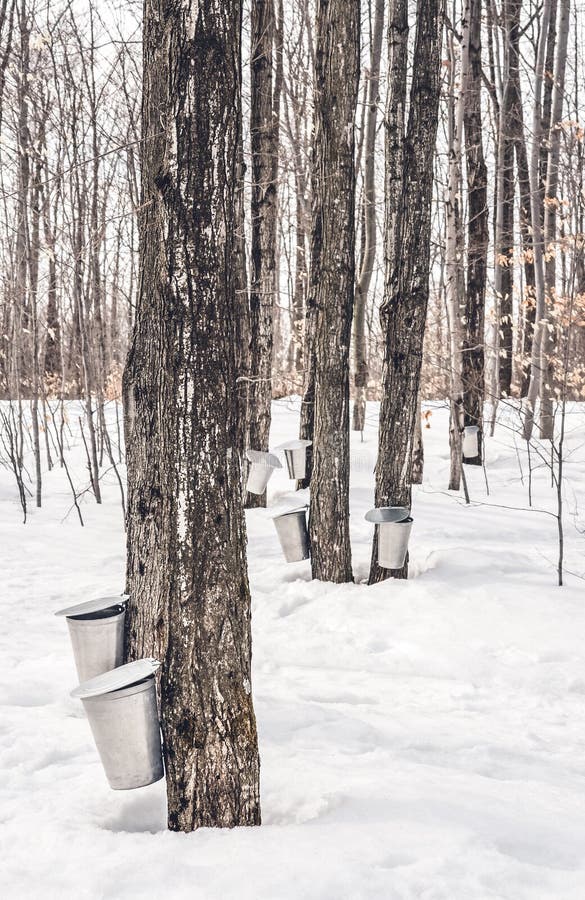 Traditional Maple Syrup Production Stock Photo - Image of bark ...