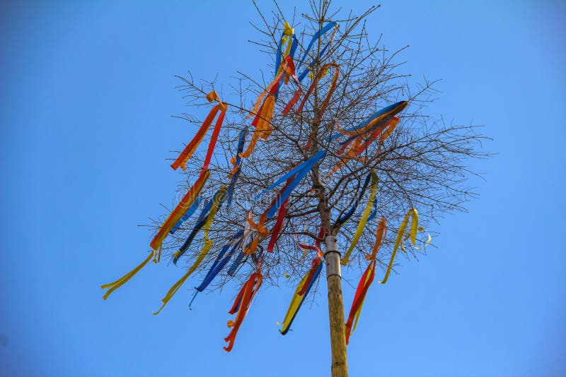A Traditional Maypole - Young Birch Decorated with Colorful Stripes of ...