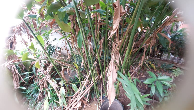 Traditional medicine tree stock photo. Image of tree - 251909990