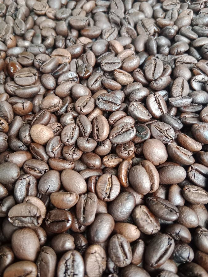 Traditional Medium Roasting of Robusta Coffee Stock Photo - Image of ...