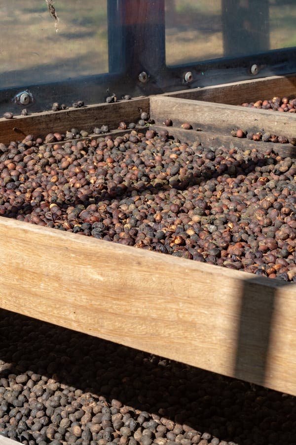 Traditional Method of Drying Mature Coffee Beans on Open Grid Outside ...