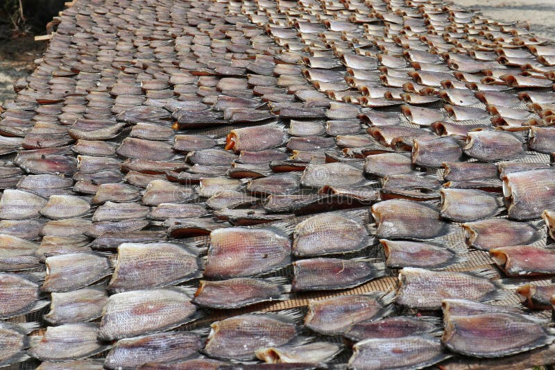 Rows of Fish are Laid Out To Dry in the Sun. Stock Image - Image of ...