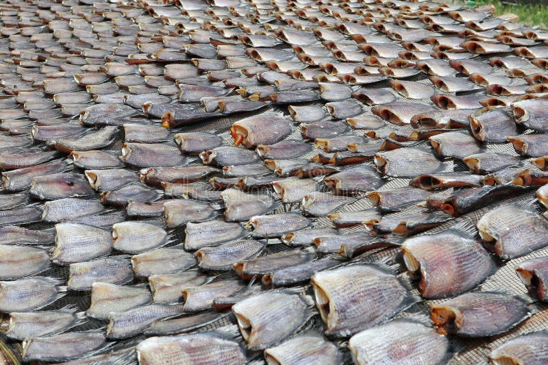 Rows of Fish are Laid Out To Dry in the Sun. Stock Image - Image of ...