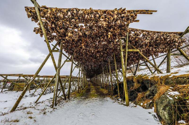 Traditional Outdoor Drying Norwegian Cod. Stock Photo - Image of ...