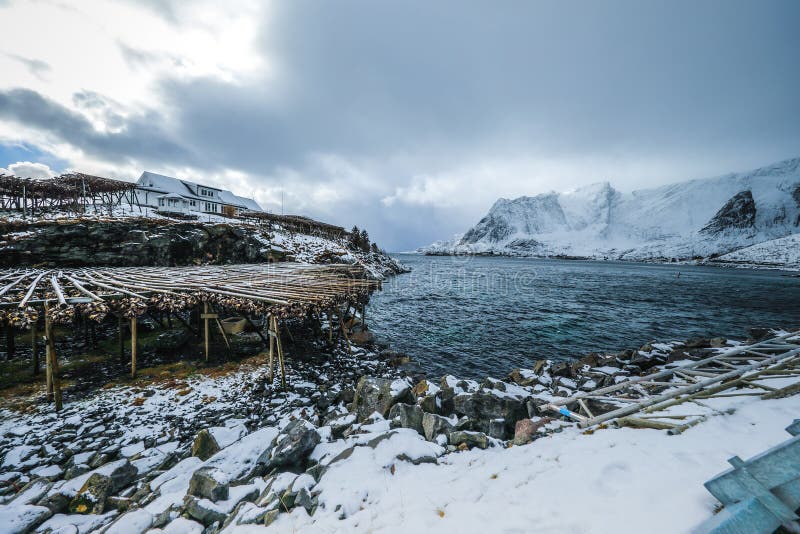 Traditional Outdoor Drying Norwegian Cod. Stock Image - Image of animal ...