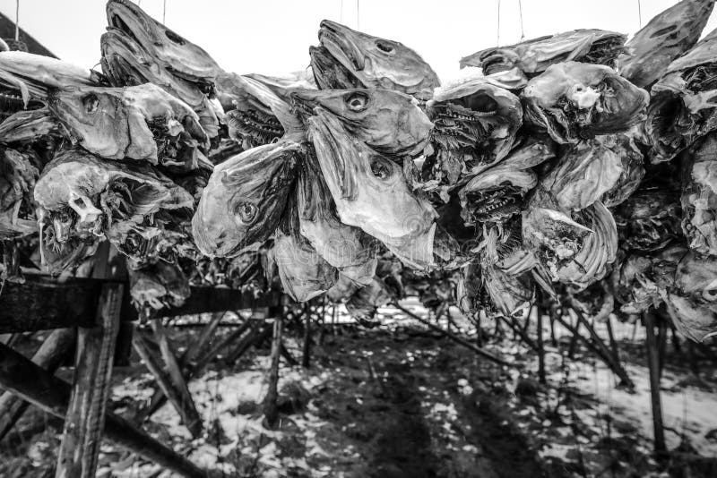Traditional Outdoor Drying Norwegian Cod. Stock Photo - Image of ...
