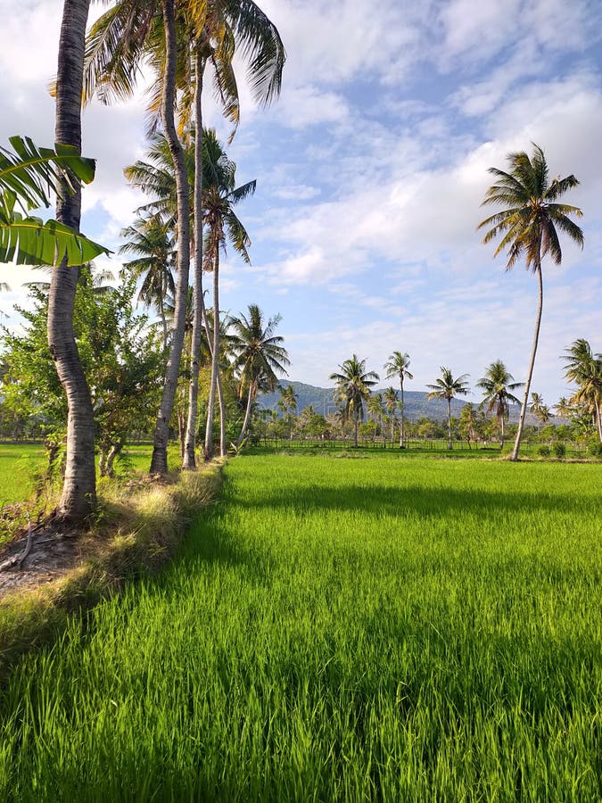 Traditional Paddy field stock image. Image of traditional - 225756421