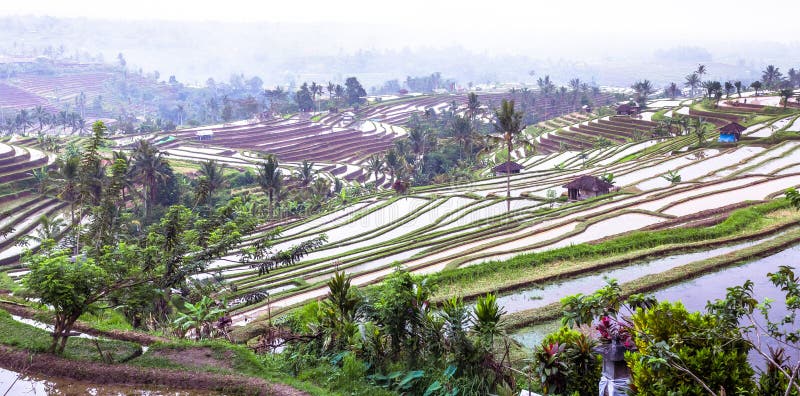 Traditional Paddy Field in Bali Indonesia Stock Photo - Image of ...