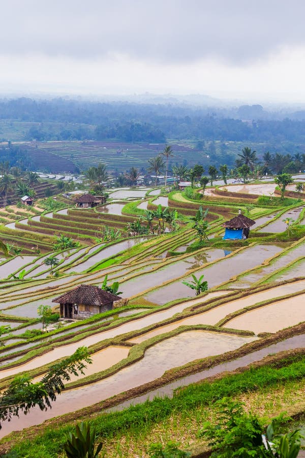 Traditional Paddy Field in Bali Indonesia Stock Image - Image of ...