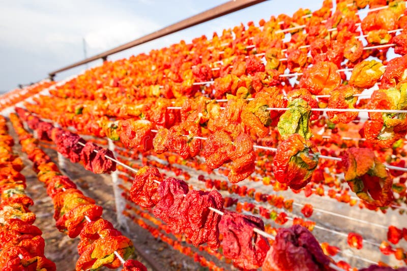 Traditional Pepper Drying Process in Gaziantep, Turkey Stock Image ...