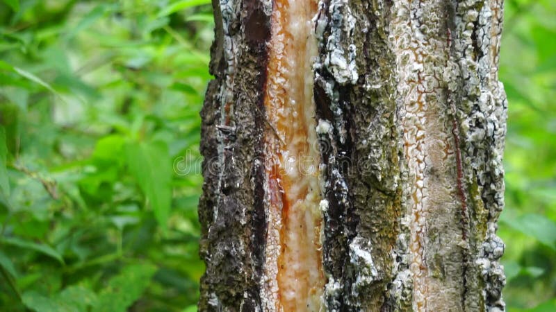 The Traditional Pine Resin Extraction Process Stock Video - Video of ...
