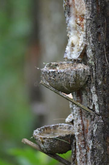 The Traditional Pine Tree Sap Collection Process. Stock Photo - Image ...