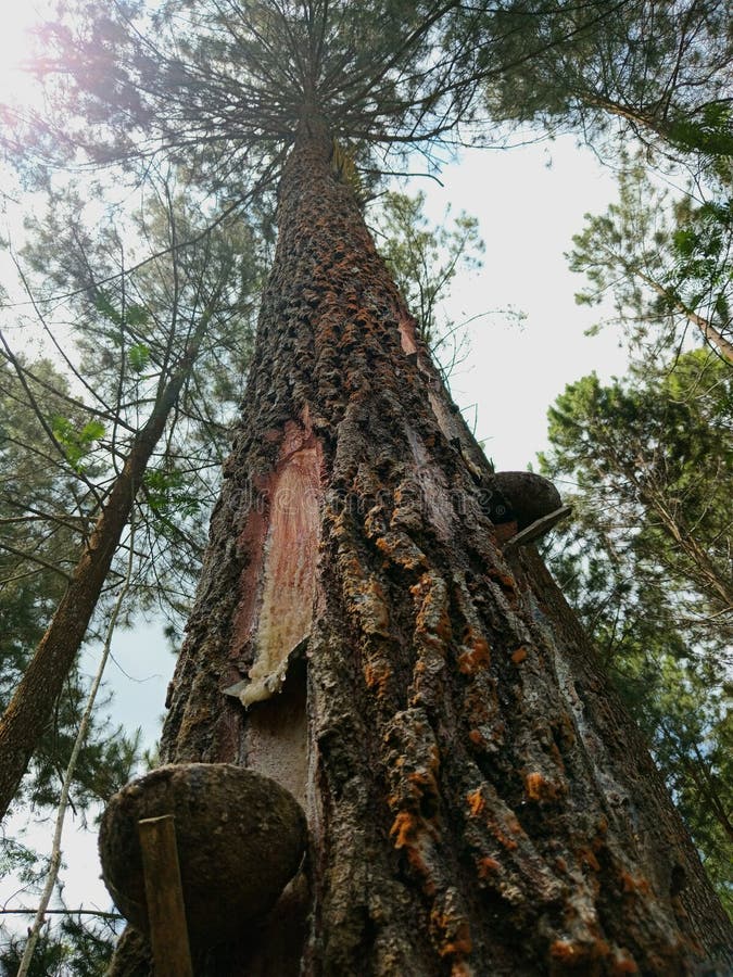 Traditional Pine Tree Sap Tapping?? Stock Image - Image of fores ...