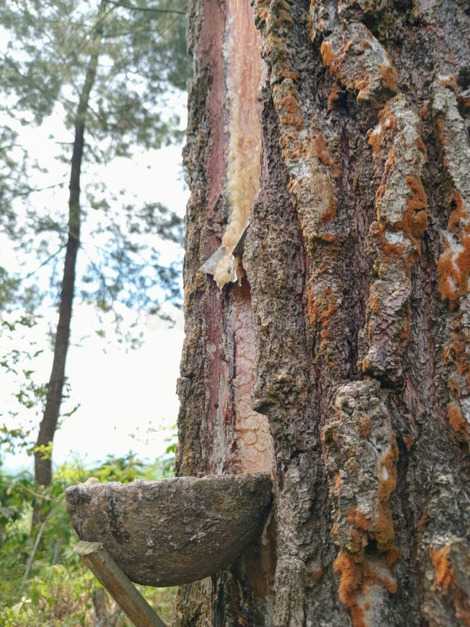 408 Wood Make Raw Material Stock Photos - Free & Royalty-Free Stock ...