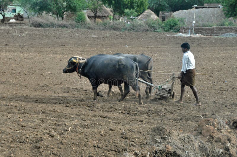 Traditional Ploughing in India Editorial Image - Image of humus, seed ...