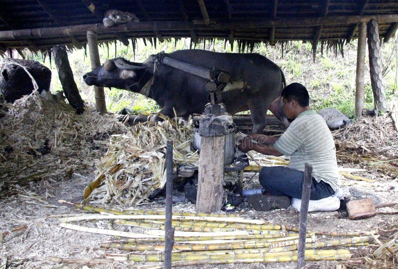 Traditional Red Sugar Maker Editorial Photography - Image of cane ...