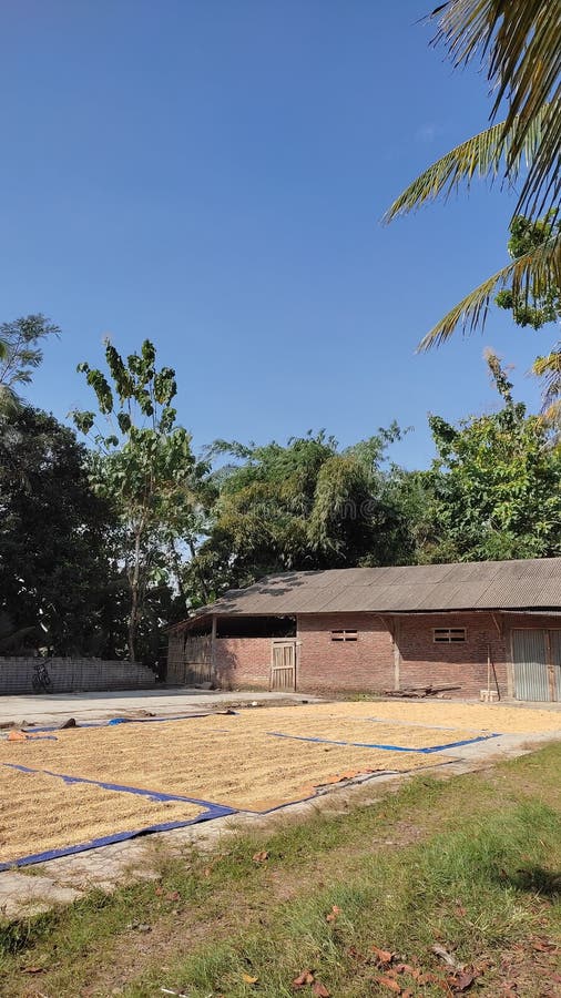 Traditional Rice Drying Process in Central Java, Indonesia Stock Image ...