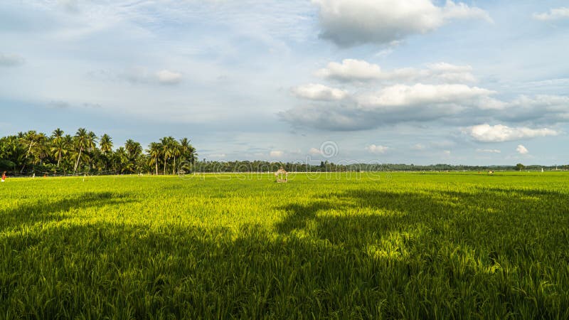 Views of the rice fields stock photo. Image of meadow - 195753470