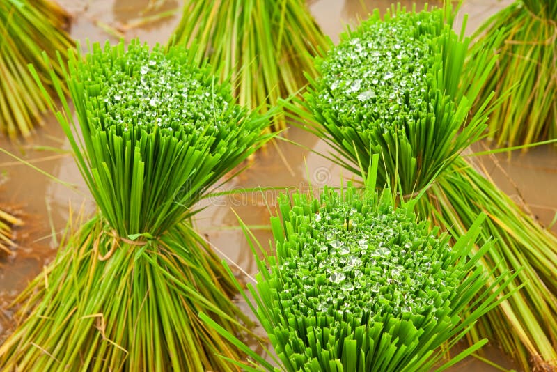 Traditional Rice Growth in Thailand Stock Photo - Image of grain ...