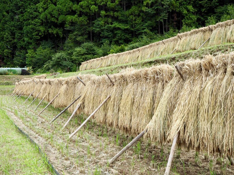 Traditional Way of Drying Rice in Japan Stock Photo - Image of field ...