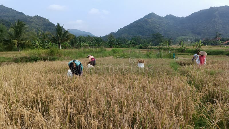 Traditional Rice Harvesting in Indonesian Countryside Editorial ...