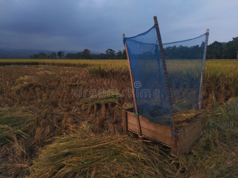 Rice Harvesting Machine Operating in Rice Field Stock Image - Image of ...