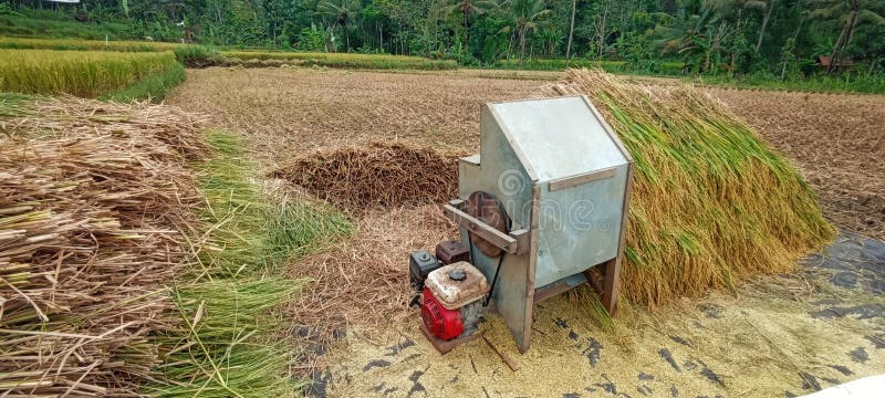 Traditional Rice Harvesting Tools Used by Farmers. Need Modernization ...