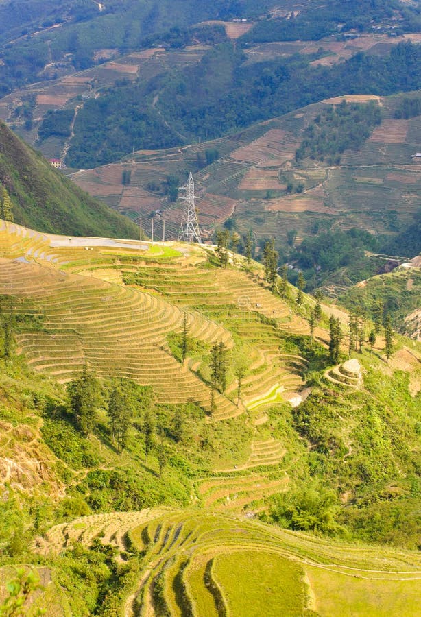 Traditional Rice Terraced Field Stock Photo - Image of plantation ...