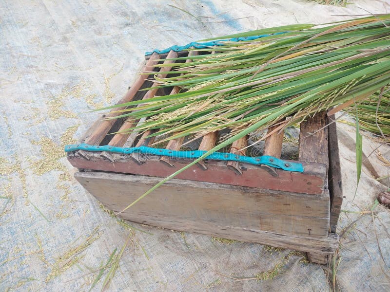 Traditional Rice Threshers Use Human Power and are Made of Wood and ...
