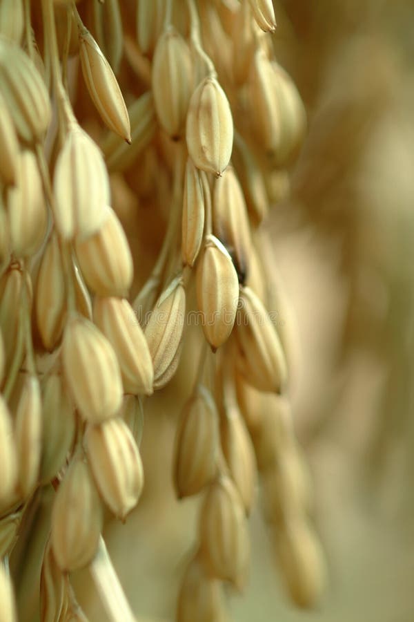 Traditional Rice Varieties of Thailand Stock Photo - Image of asia ...