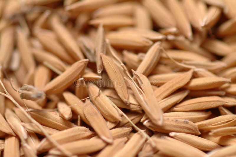 Traditional Rice Varieties Of Thailand Stock Photo - Image of golden ...