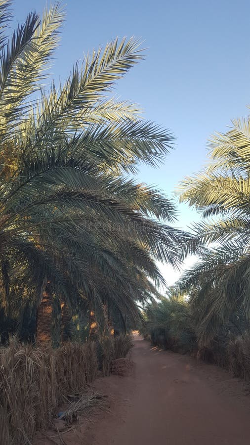 Traditional road in forest stock photo. Image of traditional - 217157308