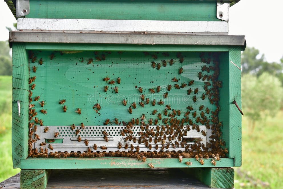 Traditional Rural Beekeeping Stock Image - Image of italy, food: 290047251
