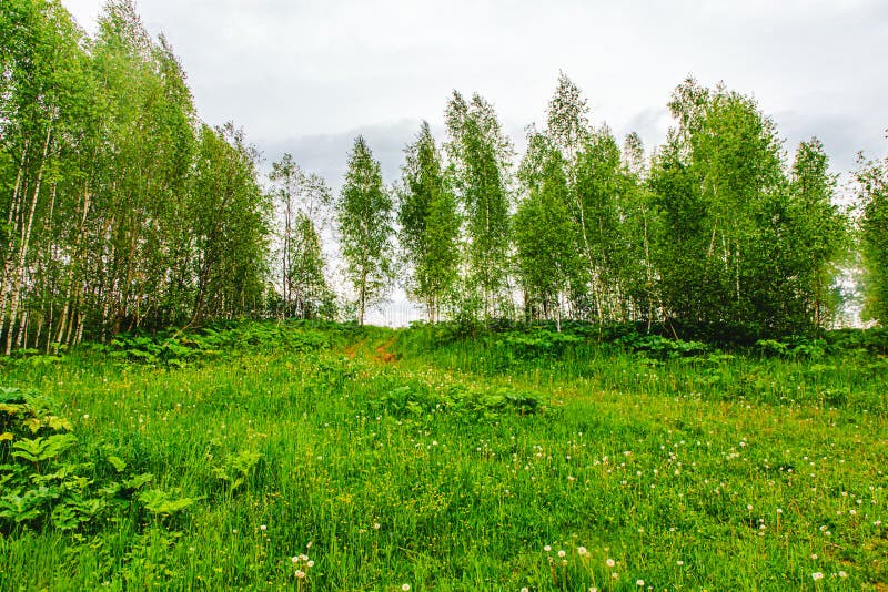 Traditional Russian Landscape, Trees Growing on a Green Field Stock ...