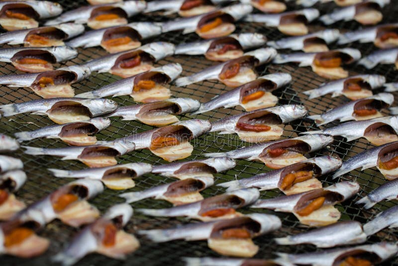 Fish drying on racks stock photo. Image of salted, nature - 100917910