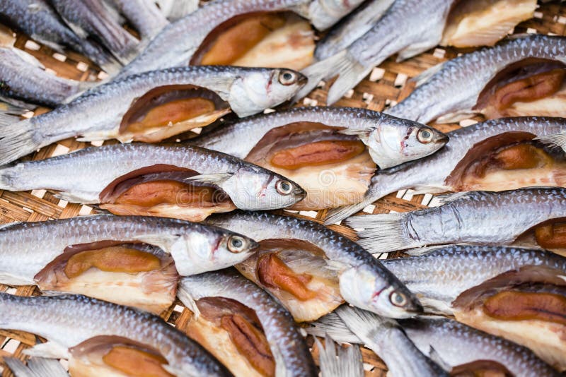 Fish drying on racks stock photo. Image of nature, industry - 100918006
