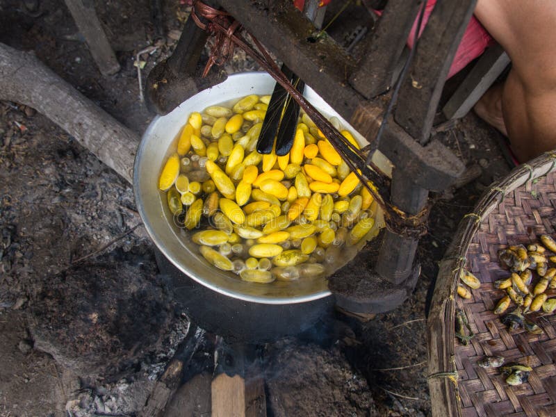 The Traditional of Sericulture Stock Photo - Image of fiber, industry ...
