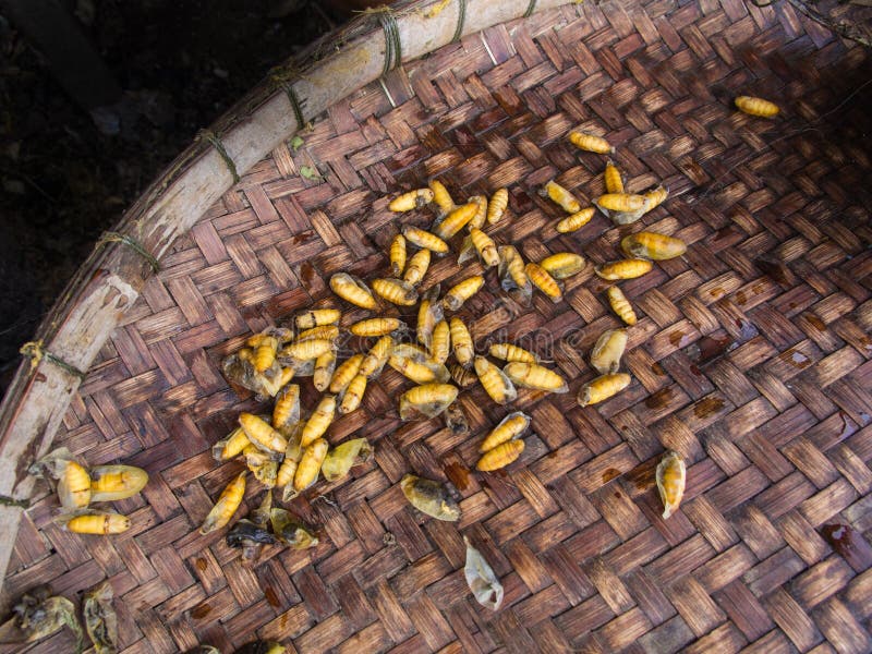 The Traditional of Sericulture Stock Photo - Image of floss, insect ...