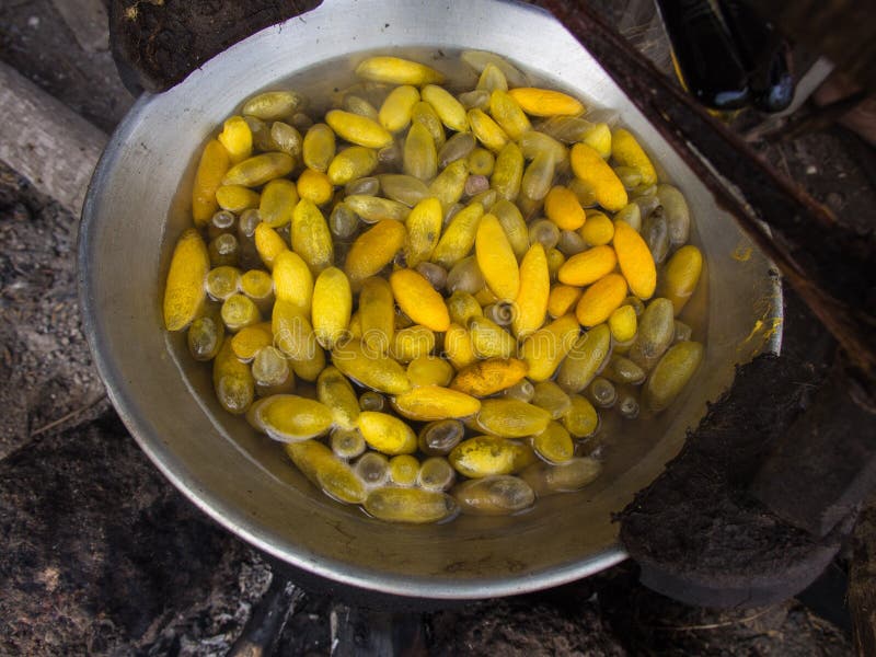 The Traditional of Sericulture Stock Image - Image of industry ...