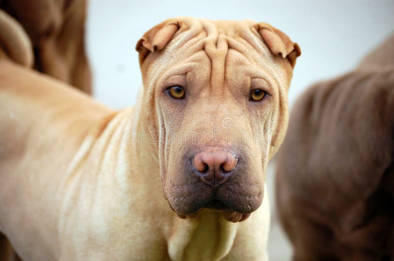 Traditional Shar Pei Portrait Royalty Free Stock Photo - Image: 23469555