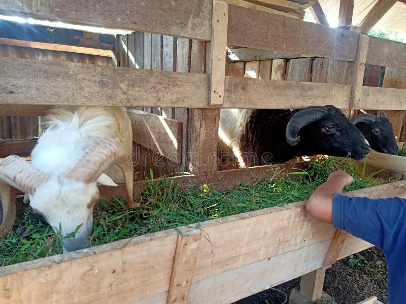 Traditional Sheep Farming in Subang Indonesia Stock Photo - Image of ...