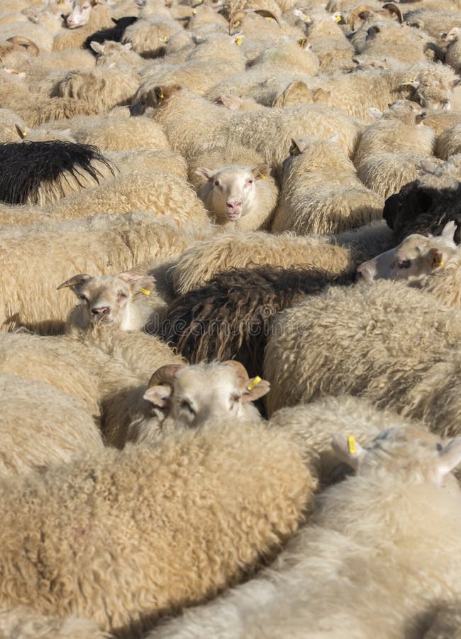 Traditional Sheep Gathering in Iceland Stock Photo - Image of white ...