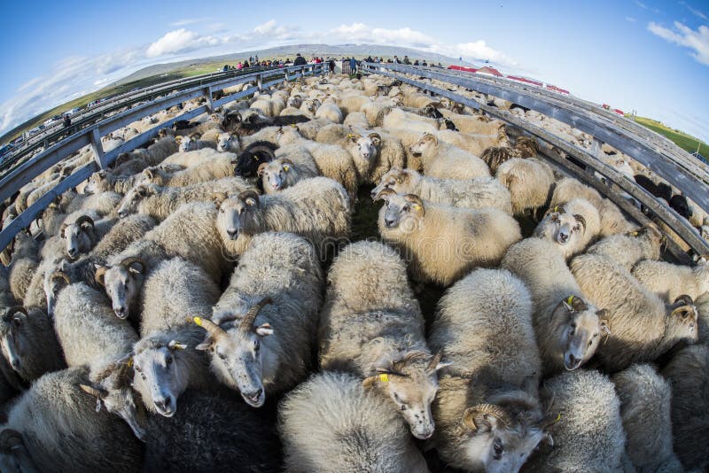 Traditional Sheep Gathering in Iceland Stock Photo - Image of mutton ...